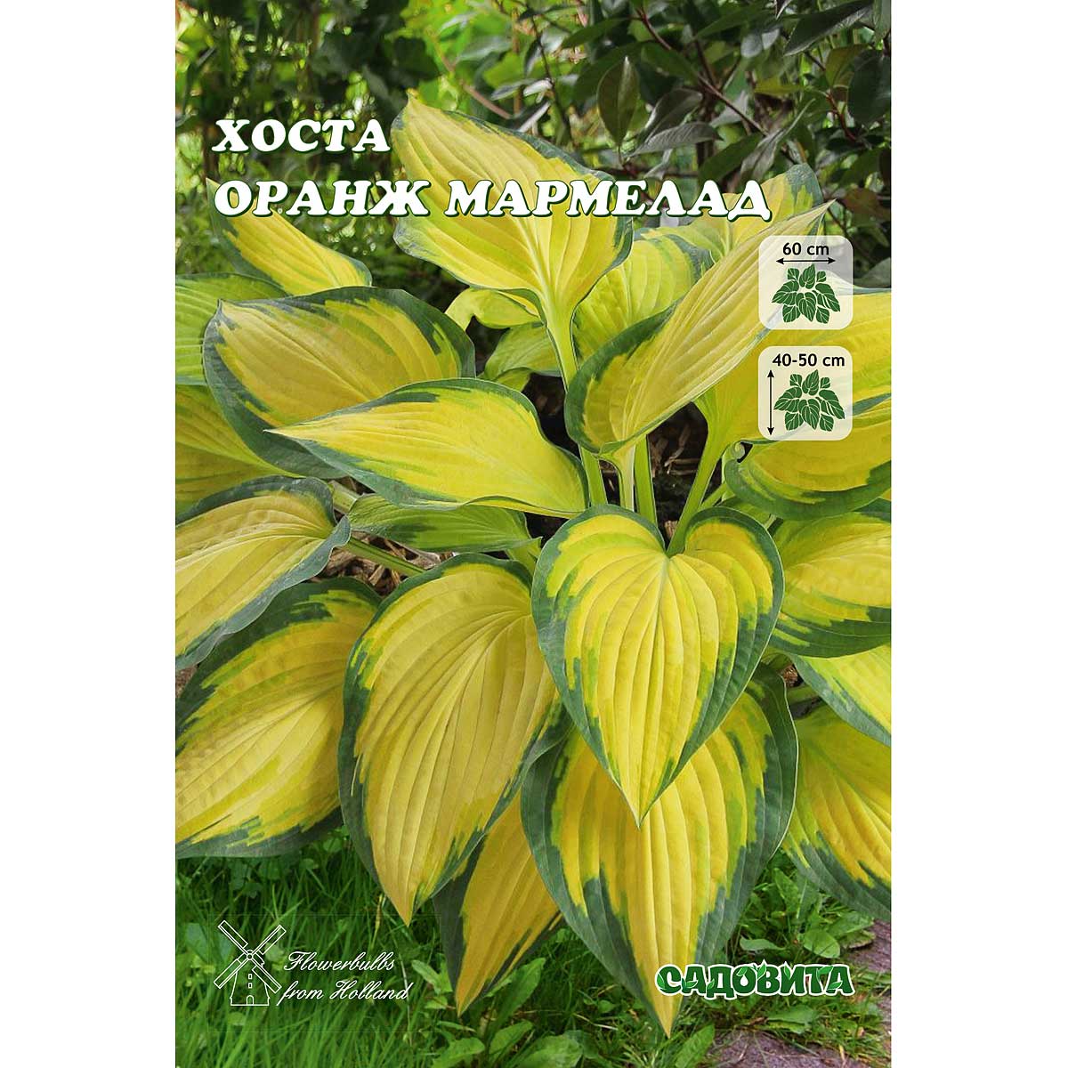 Хоста Оранж Мармелад 1 n 1 шт Садовита – купить оптом из питомника ...