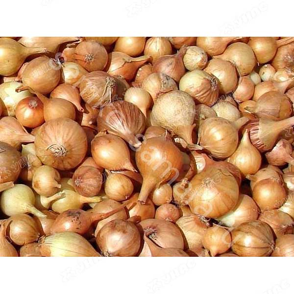 Лук-севок ЗОЛОТИСТЫЙ СЕМКО 10-21 25кг +/-5% (цена за мешок) – купить ...