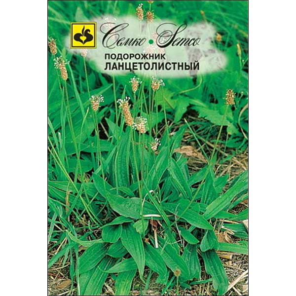 Подорожник Ланцетолистный Семко Ц – купить семена оптом
